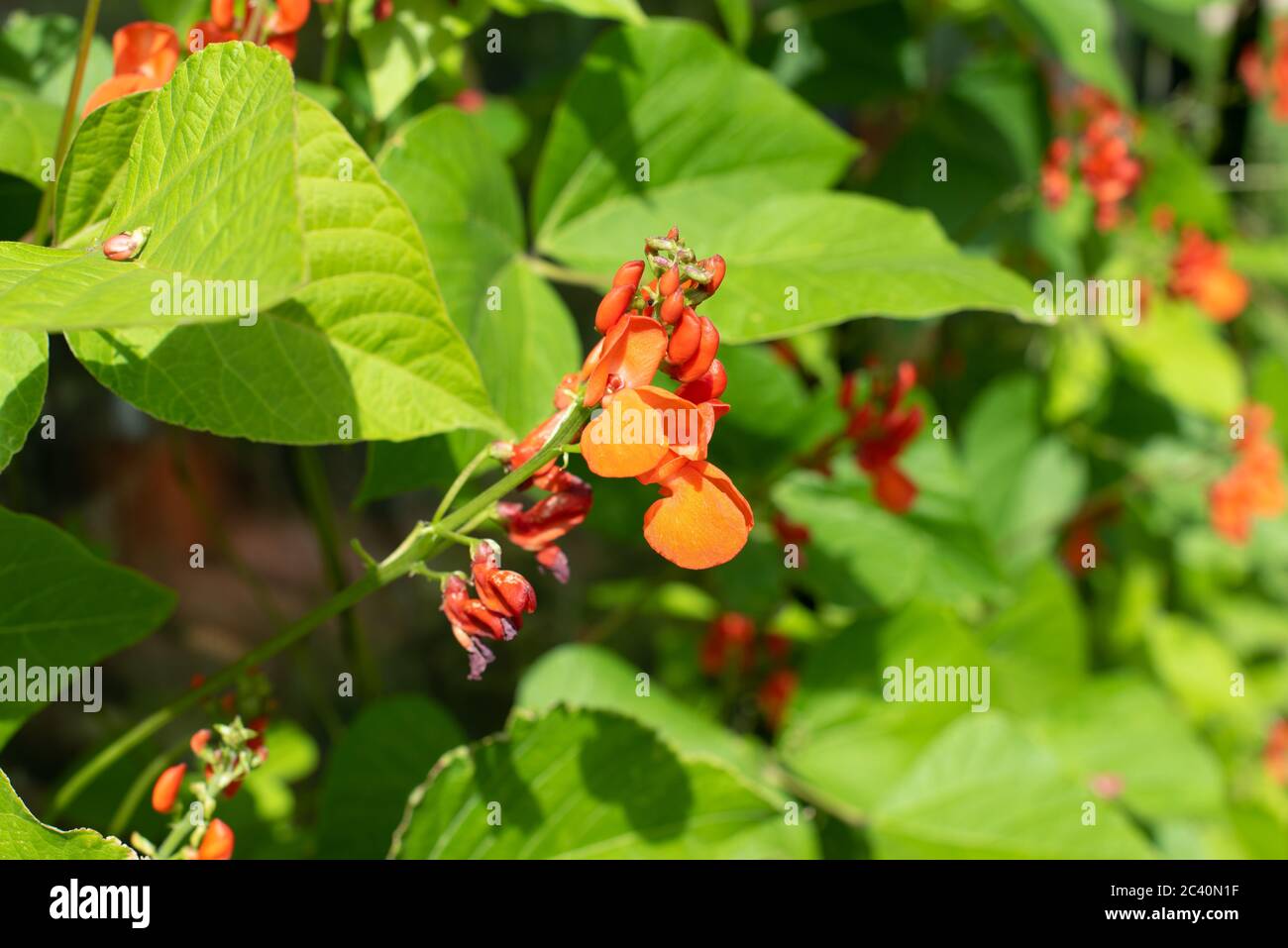 flower of Scarlet Emperor Runner Bean Stock Photo - Alamy