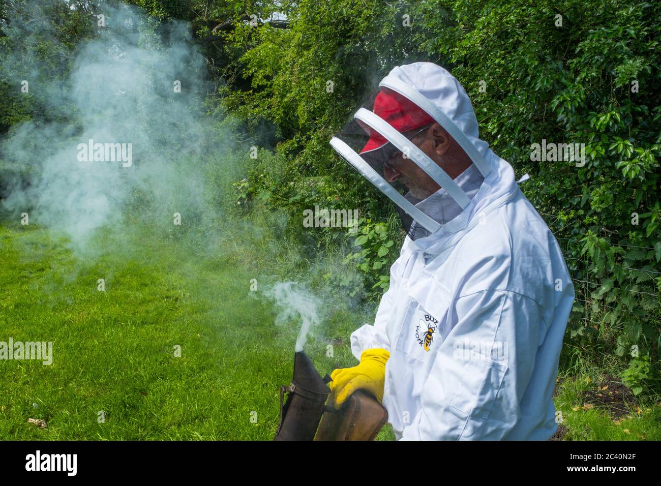 A beekeeper uses smoke to calm the bees Stock Photo - Alamy