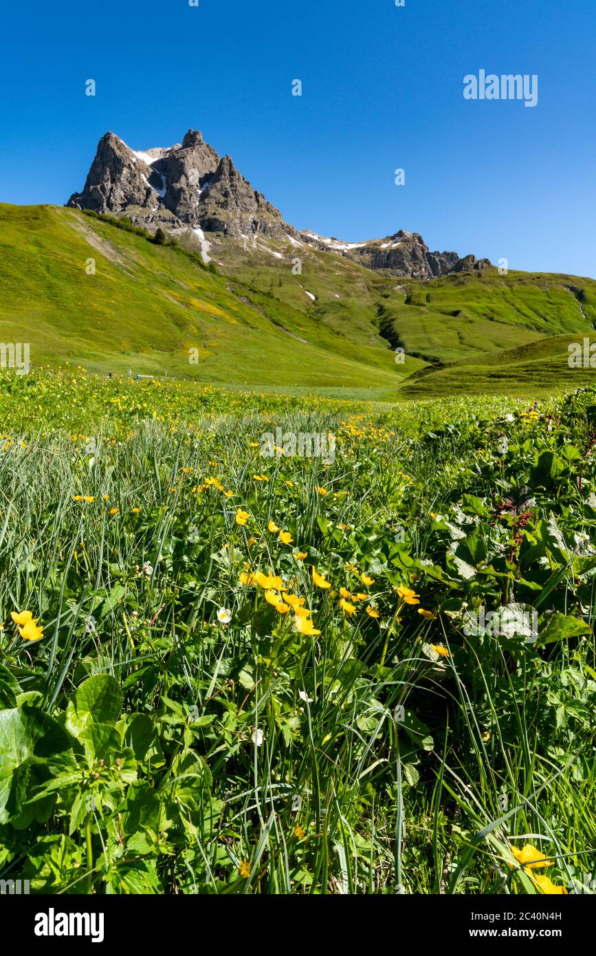 Flowers in the mountains, Bergblumen, Blumen, Wiesenblumen, Vorarlberg ...