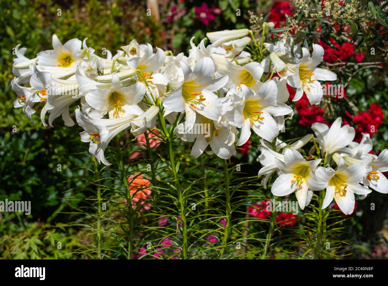 Lilium regale ‘album’ hi-res stock photography and images - Alamy