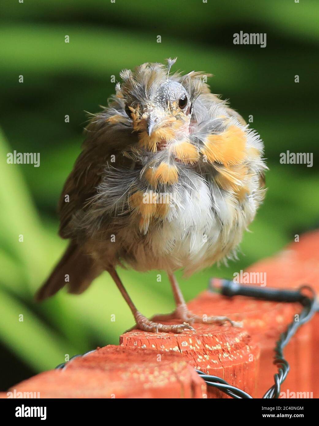 garden wildlife credit ian Fairbrother/alamy stock photos Stock Photo ...