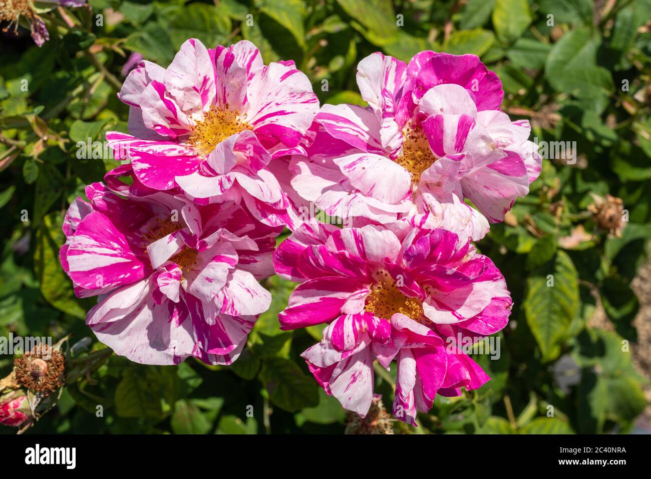 Pink rosa gallica hi-res stock photography and images - Alamy