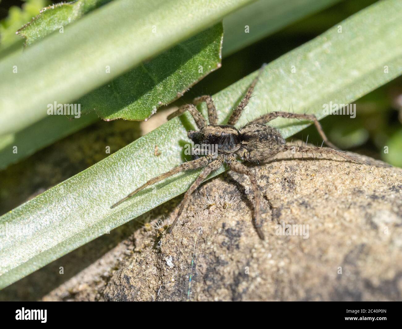 Eurasian wolf spider hi-res stock photography and images - Alamy