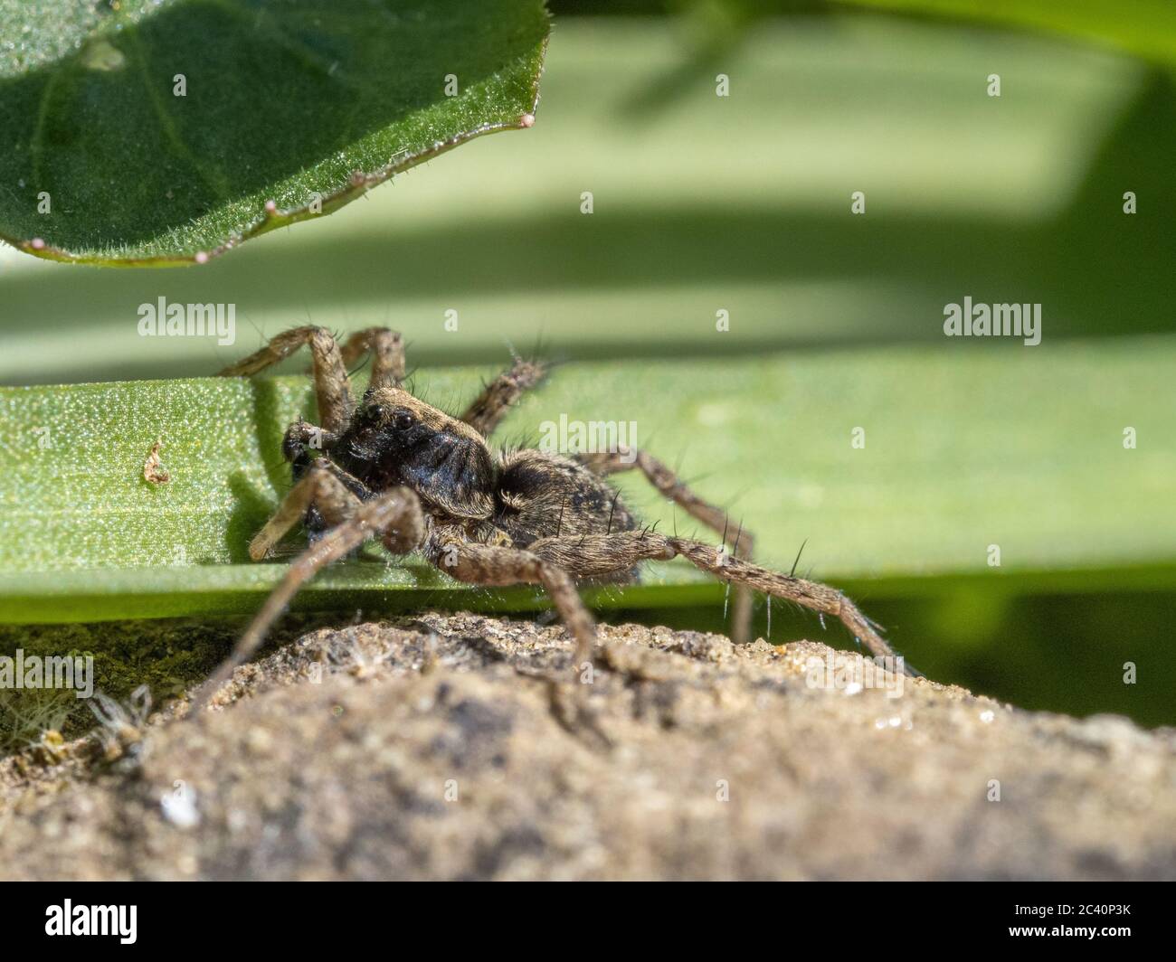 Wolf Spider Uk Garden High Resolution Stock Photography and Images - Alamy