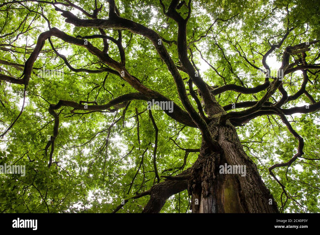 oak tree in the Wahner Heath, Troisdorf, North Rhine-Westphalia ...