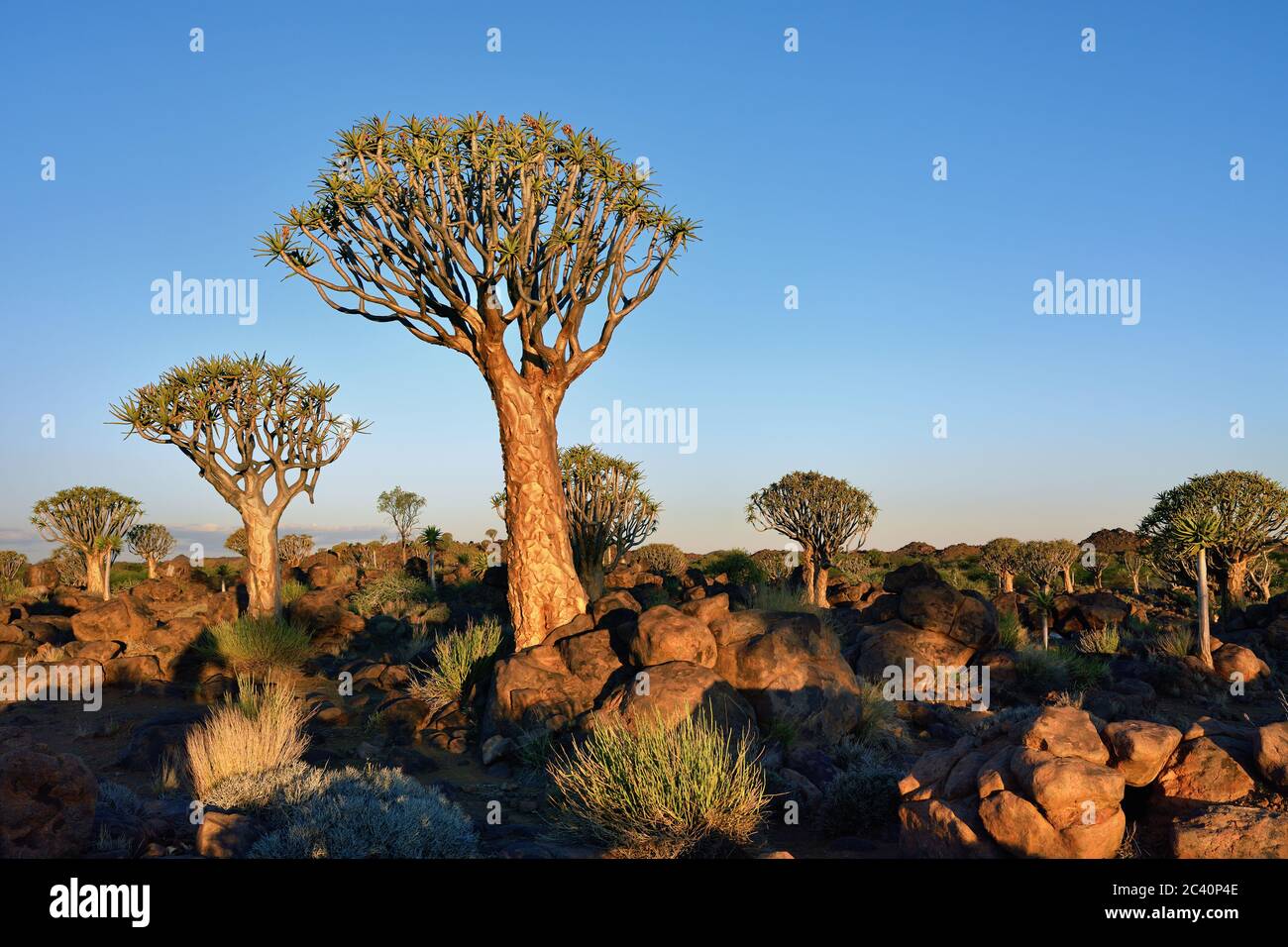 Magical Quiver Tree Forest outside of Keetmanshoop, Namibia at sunset ...
