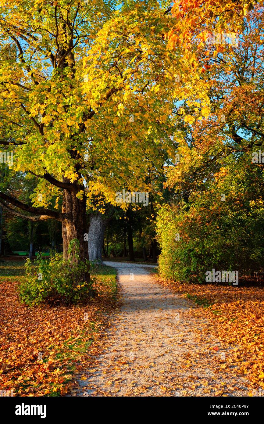 Golden autumn fall October in famous Munich relax place - Englishgarten ...