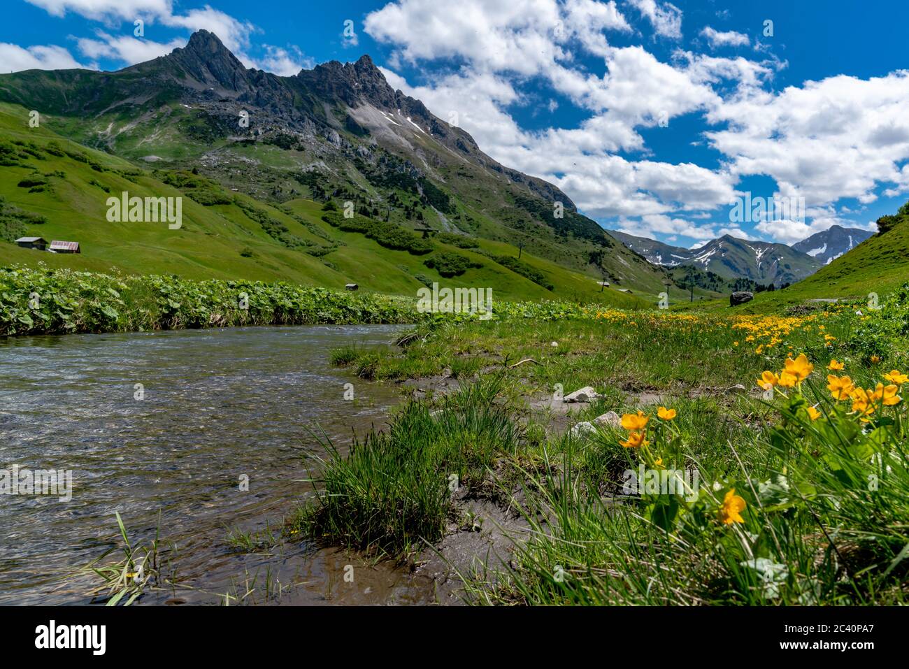 Flowers in the mountains, Bergblumen, Blumen, Wiesenblumen, Vorarlberg ...