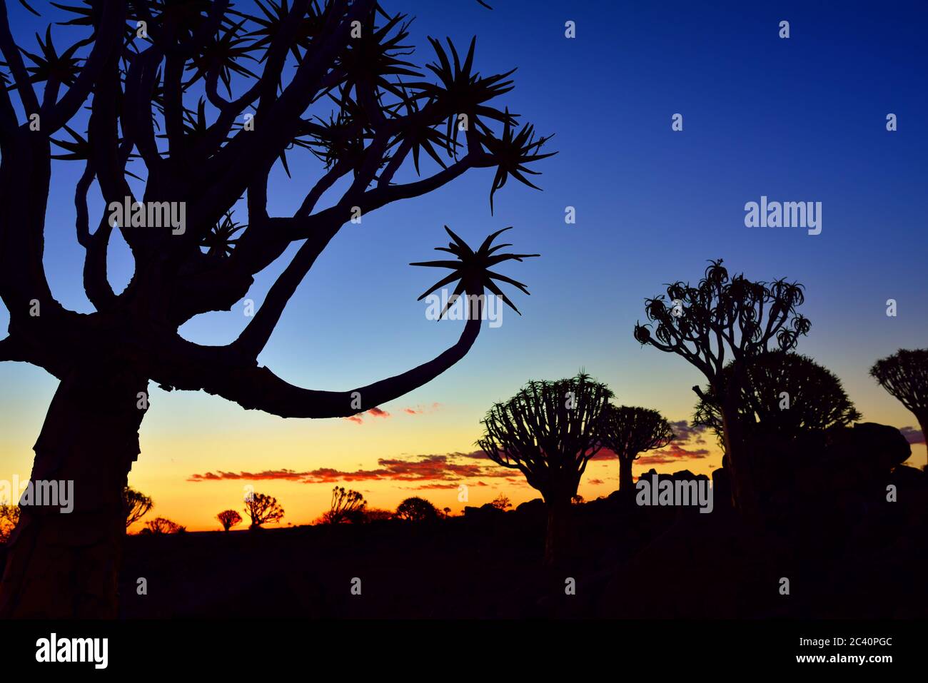 Quiver Tree Forest outside of Keetmanshoop, Namibia at night start ...