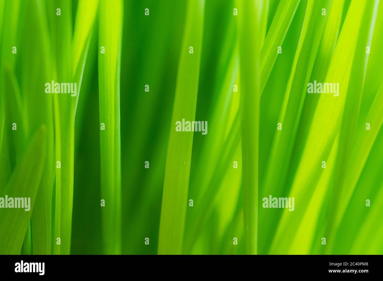 Green velvet texture hi-res stock photography and images - Alamy