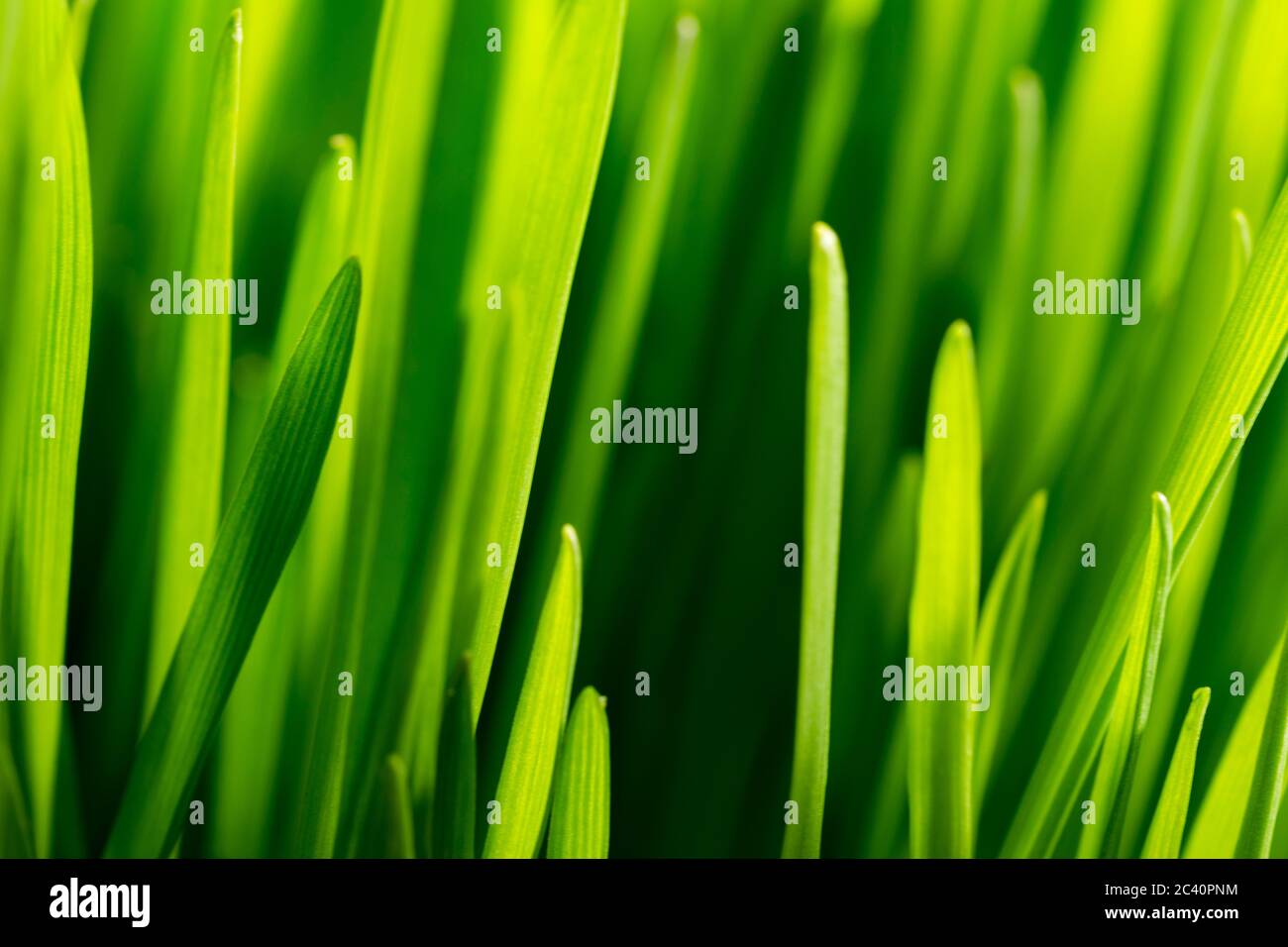 Velvet like texture hi-res stock photography and images - Alamy
