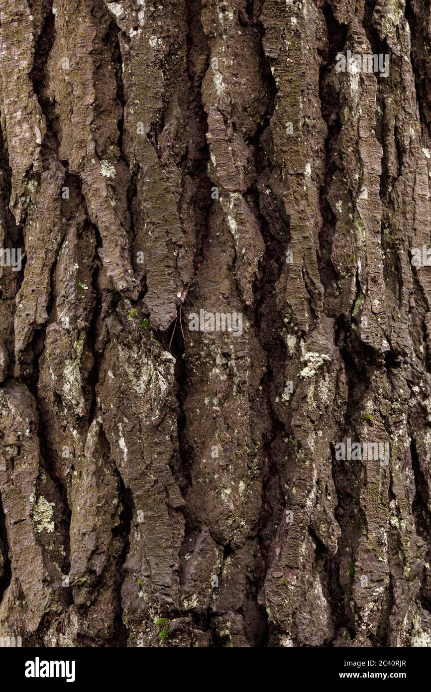 wooden texture of an ancient tree Stock Photo - Alamy