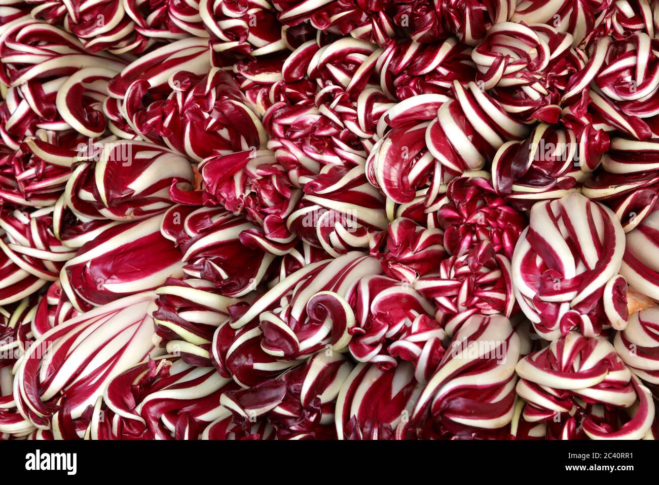 background of fresh red lettuce called late radicchio typical of the ...