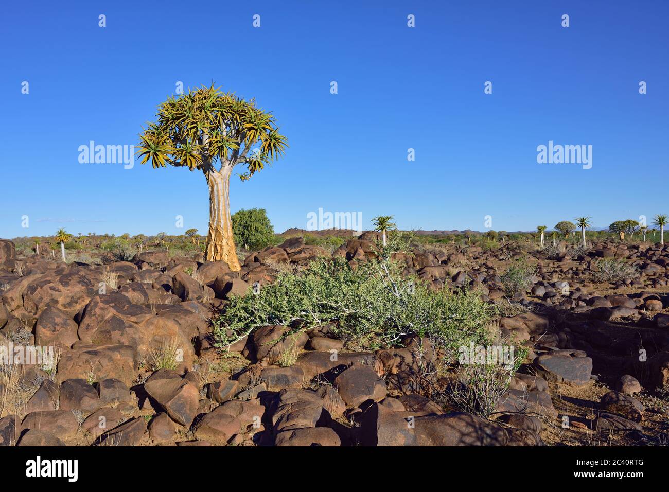 Magical Quiver Tree Forest outside of Keetmanshoop, Namibia at sunset ...