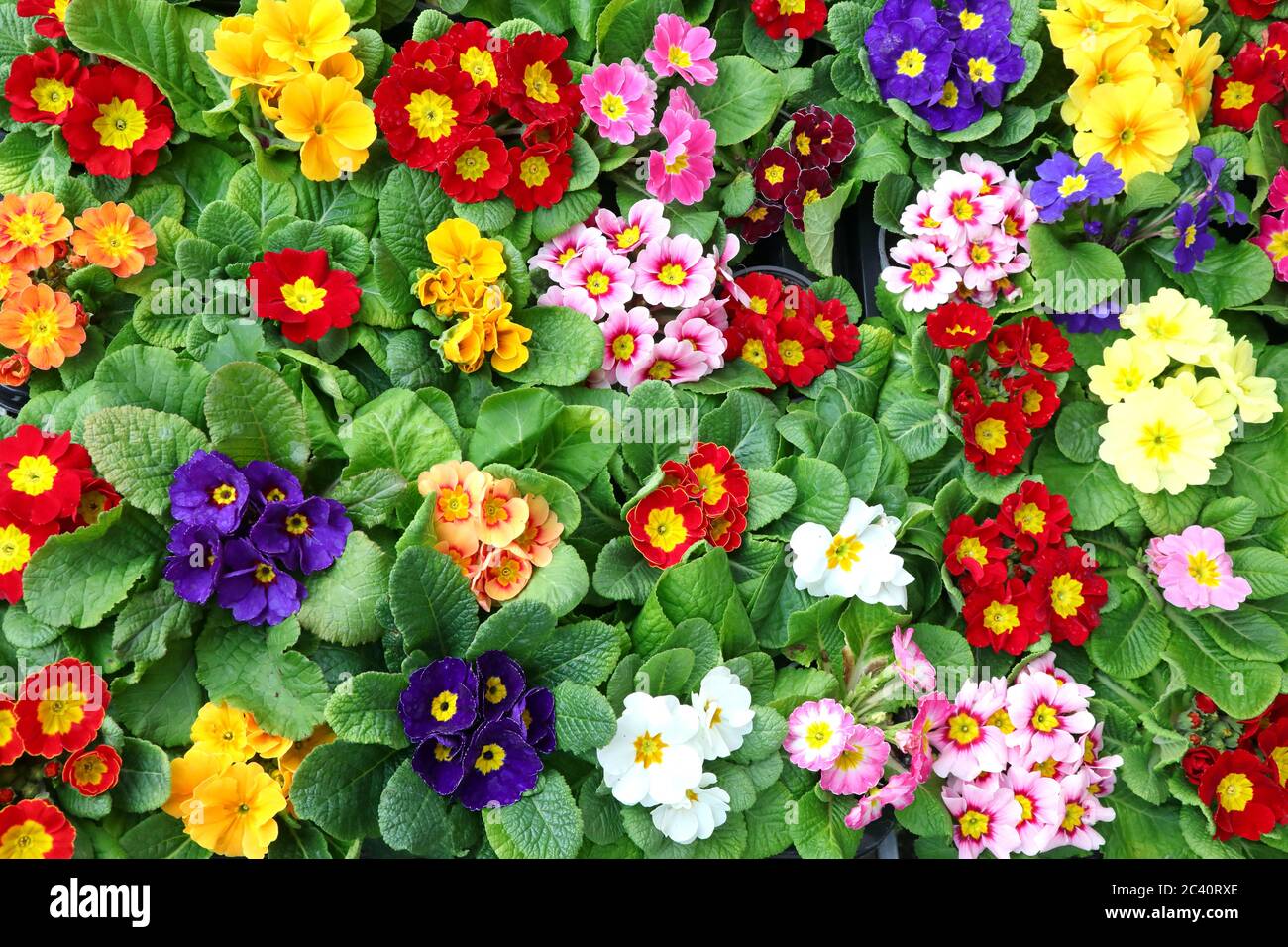 Primula flowers with leaves of many colors on sale from the florist ...