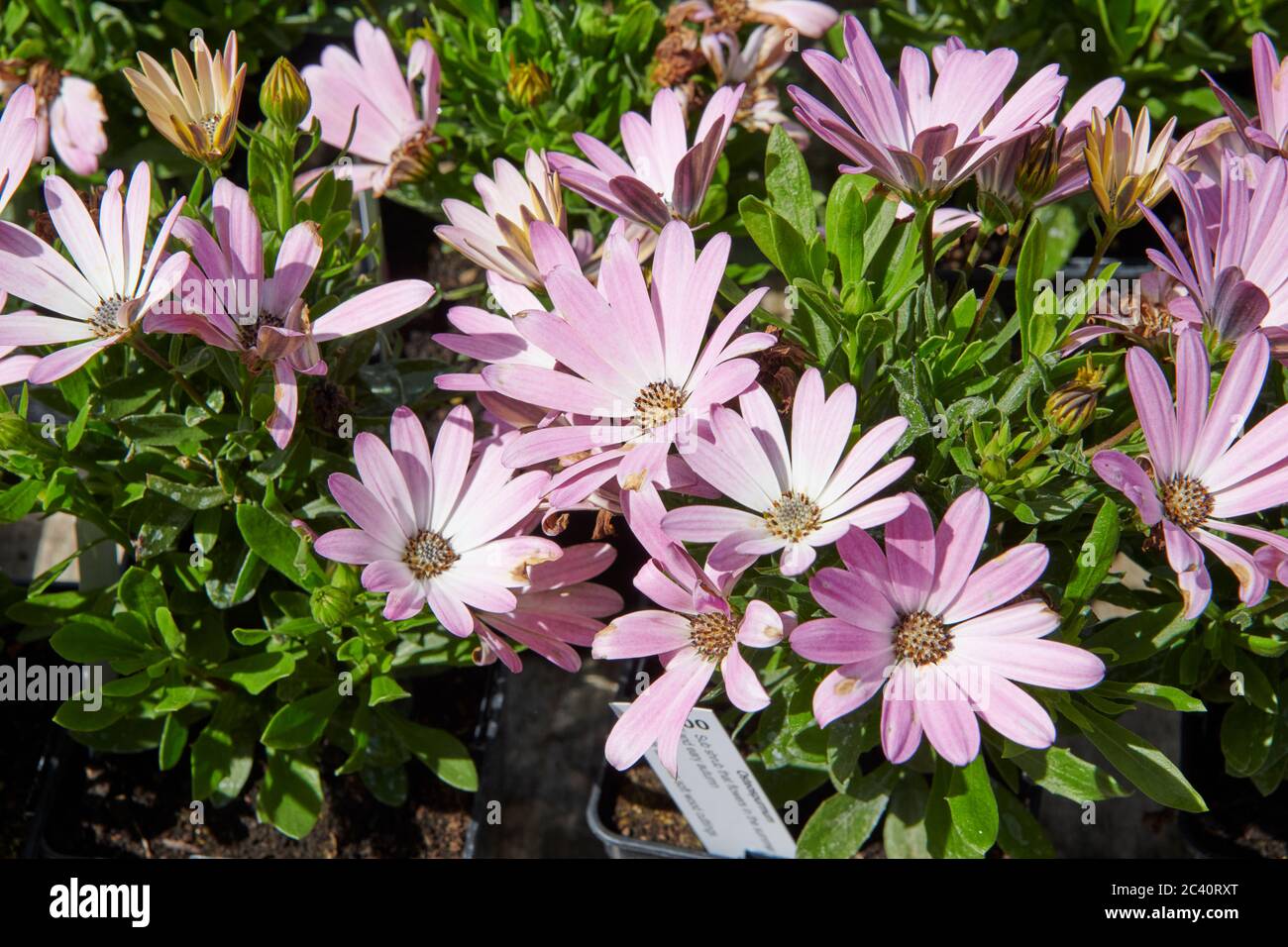 Cape, Cape Rain-daisy or Cape daisy, (dimorphothea pluvialis), Summer ...