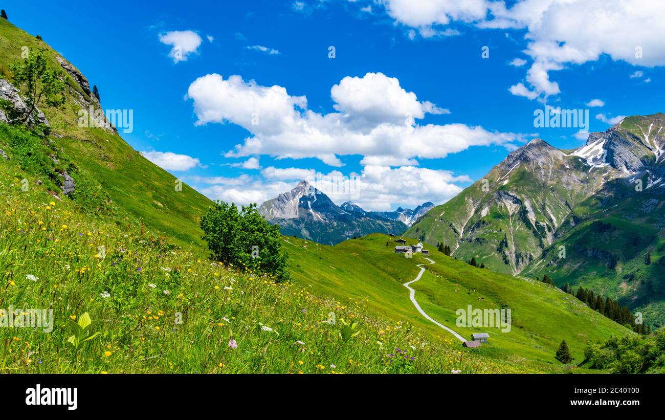 Flowers in the mountains, Bergblumen, Blumen, Wiesenblumen, Vorarlberg ...