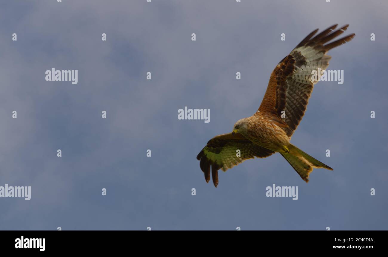 red kite flying with a blue sky background Stock Photo - Alamy