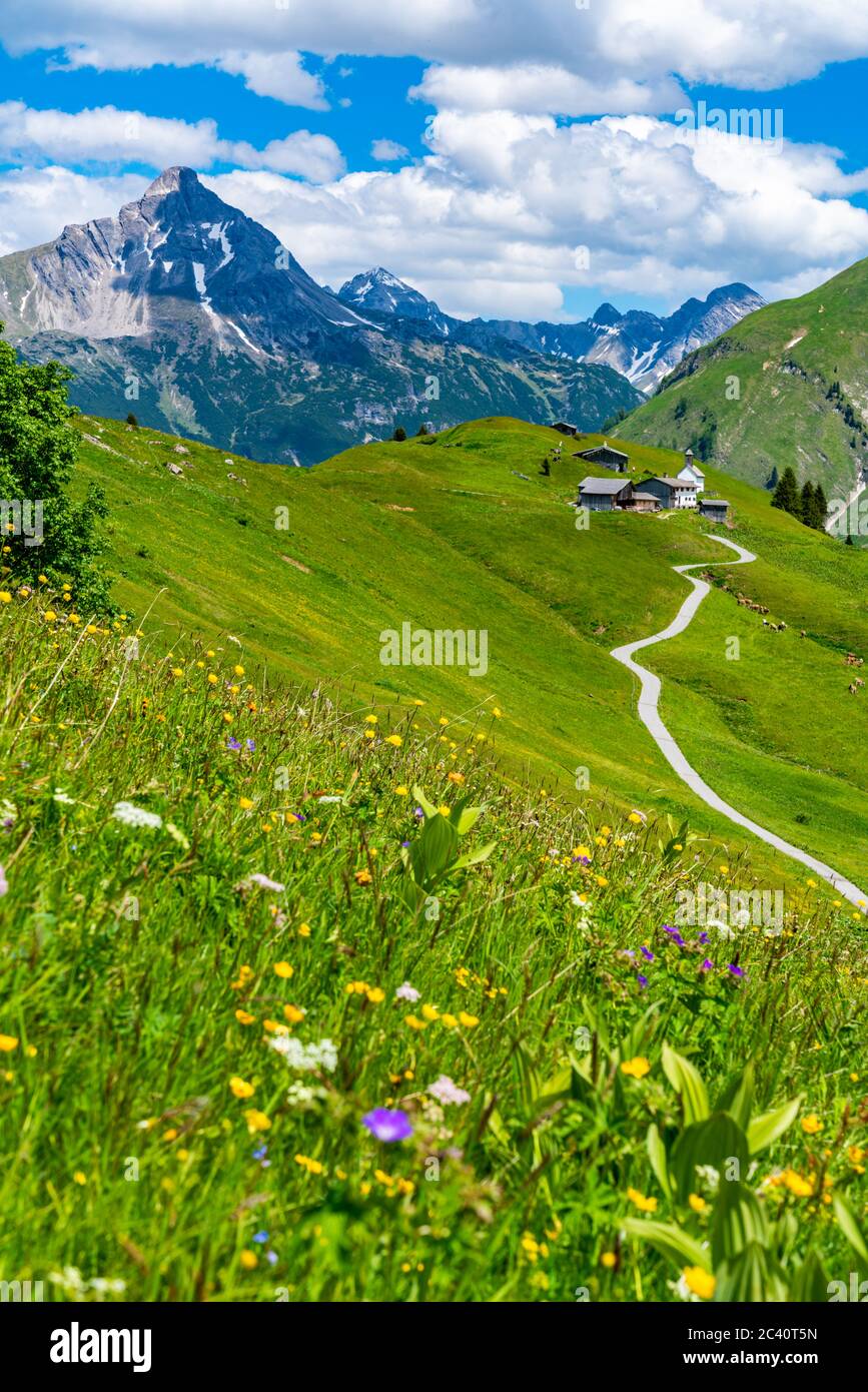 Flowers in the mountains, Bergblumen, Blumen, Wiesenblumen, Vorarlberg ...