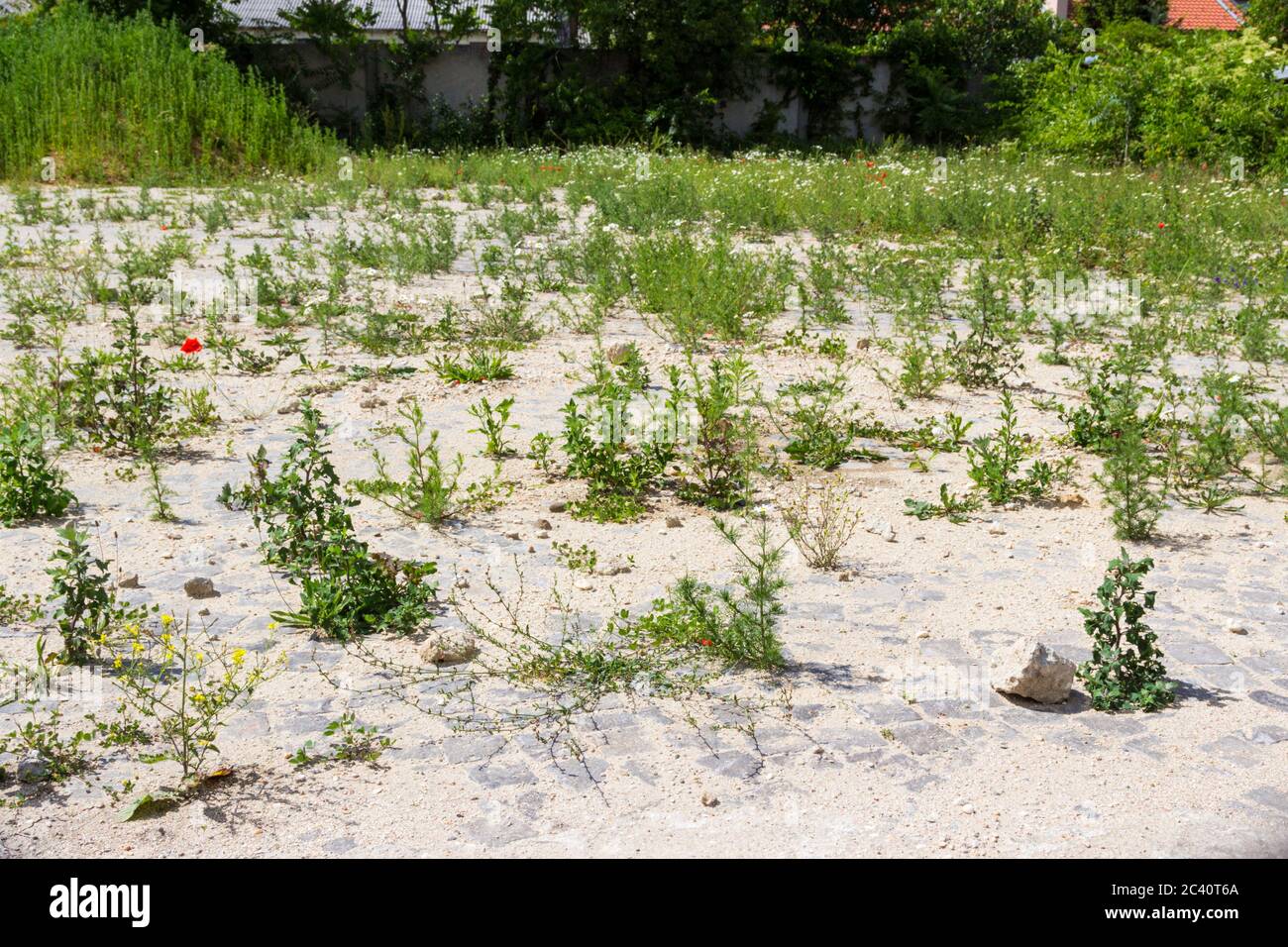 Abandoned construction site overgrown with weeds Stock Photo - Alamy
