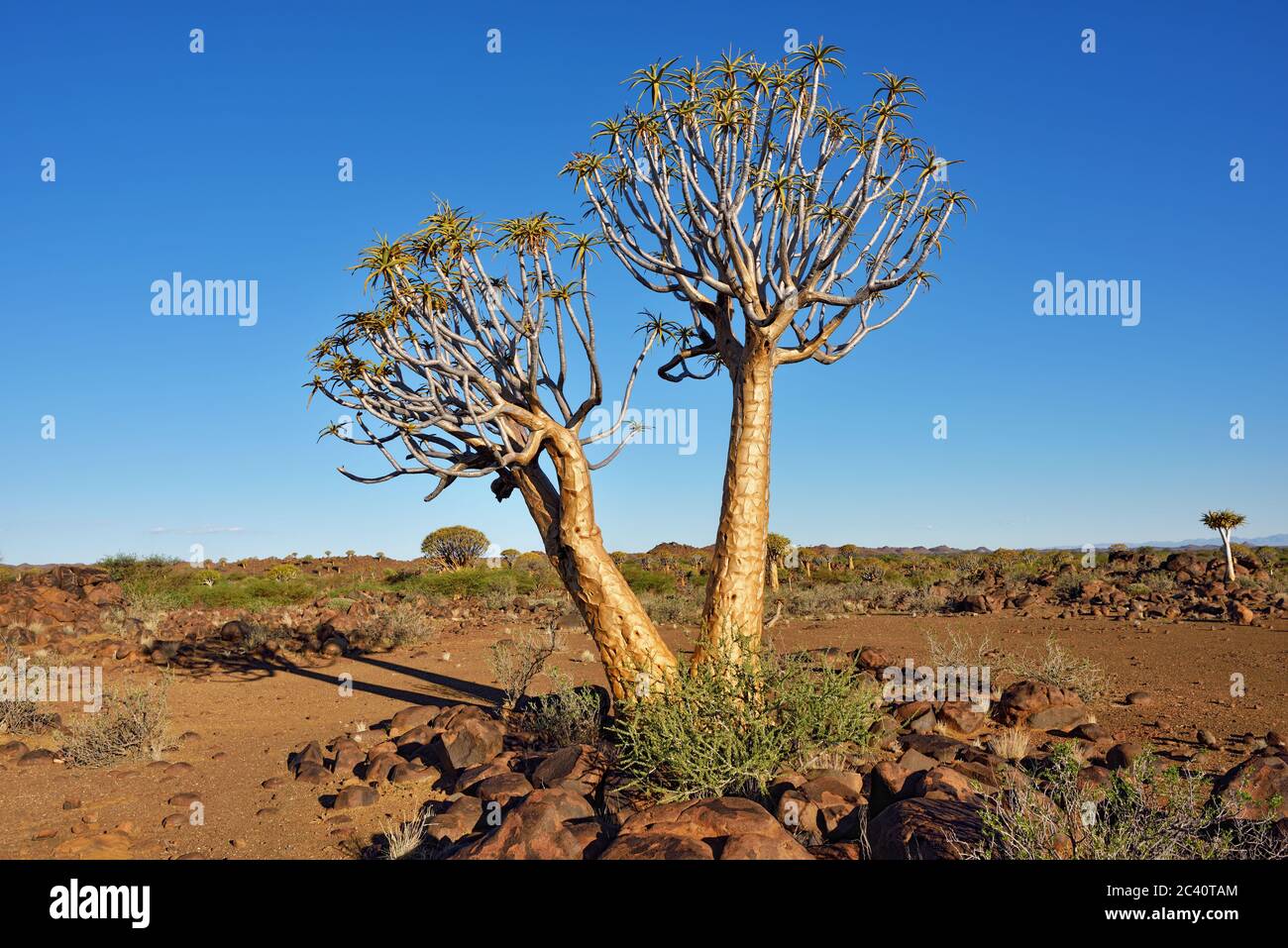 Magical Quiver Tree Forest outside of Keetmanshoop, Namibia at sunset ...