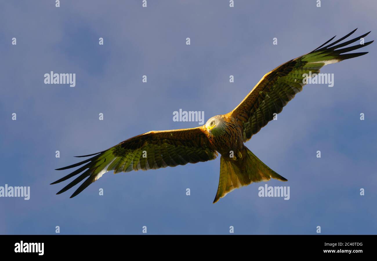 red kite flying with a blue sky background Stock Photo - Alamy