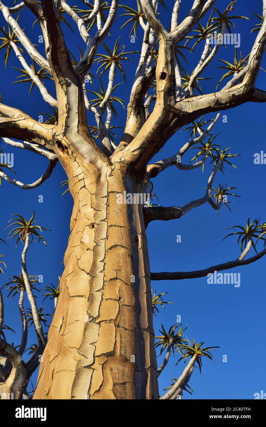 Trunk of the Quiver Tree in forest outside of Keetmanshoop, Namibia at ...