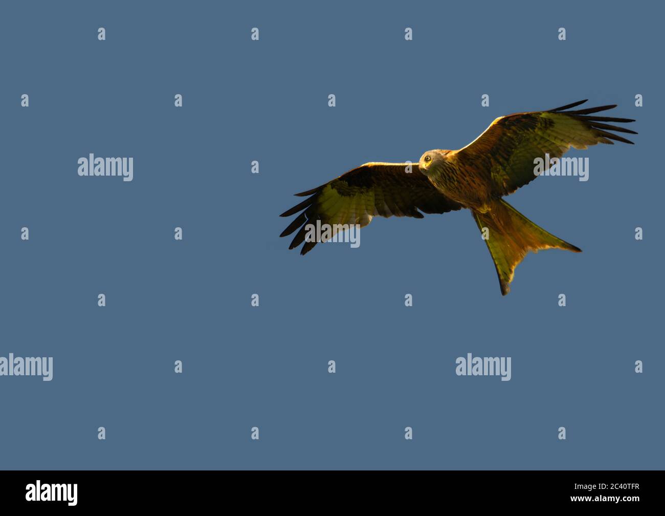 red kite flying with a blue sky background Stock Photo - Alamy