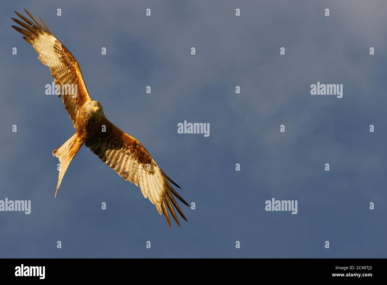 red kite flying with a blue sky background Stock Photo - Alamy