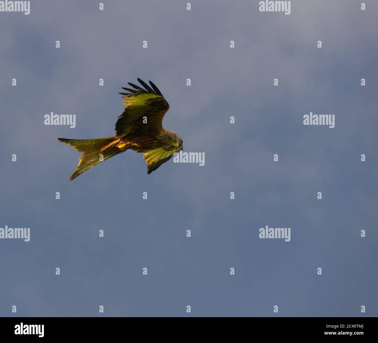 red kite flying with a blue sky background Stock Photo - Alamy