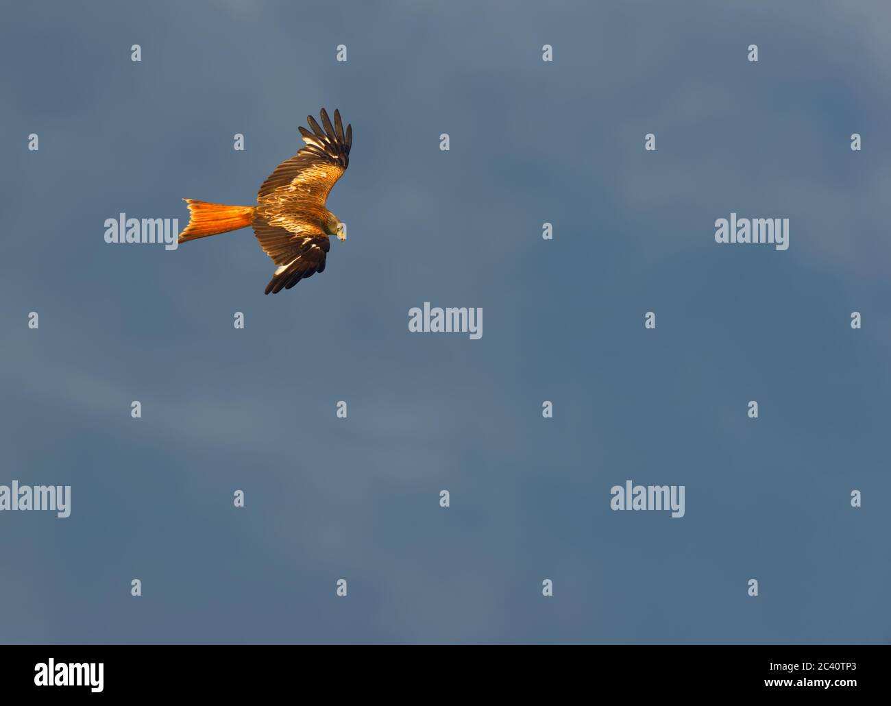 red kite flying with a blue sky background Stock Photo - Alamy