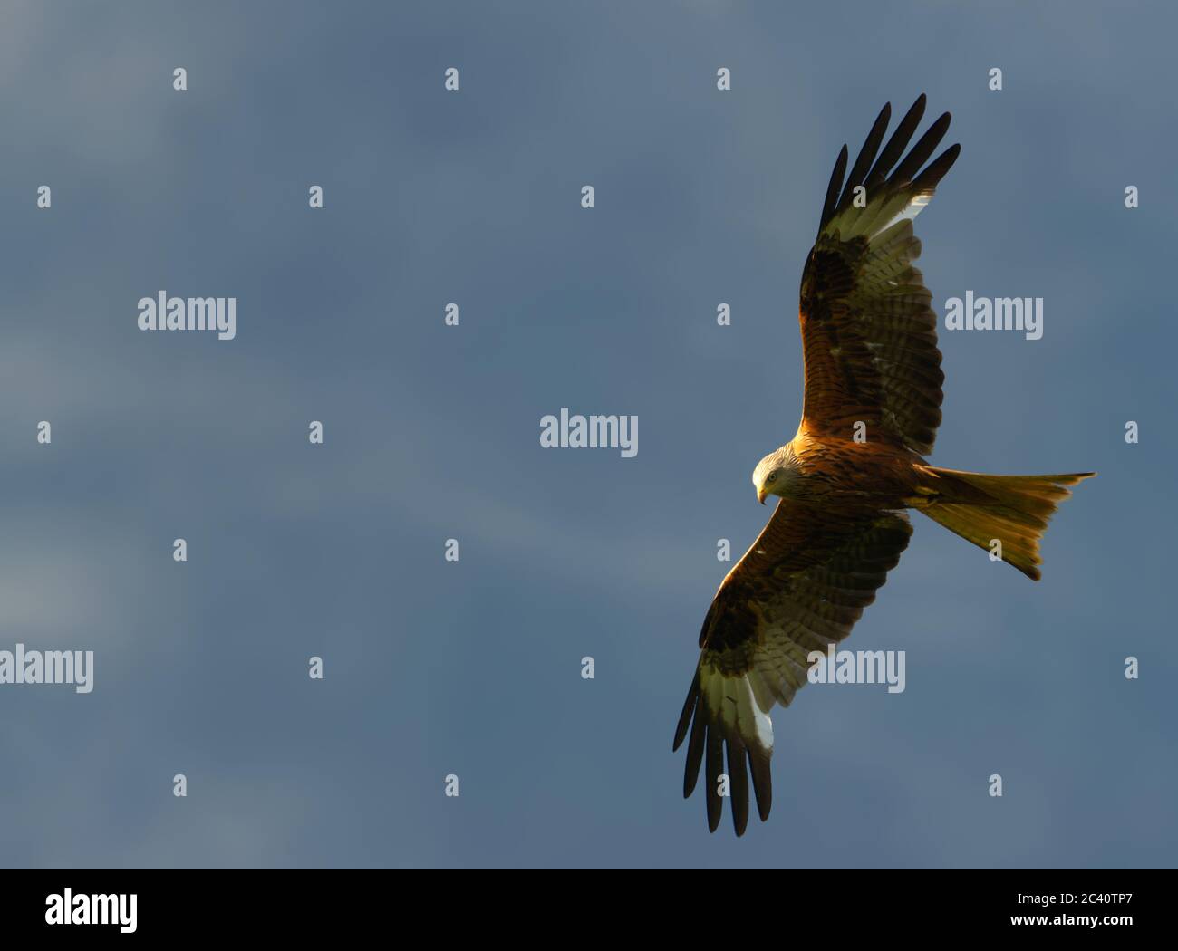 red kite flying with a blue sky background Stock Photo - Alamy