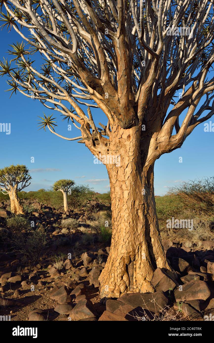 Magical Quiver Tree Forest outside of Keetmanshoop, Namibia at sunset ...