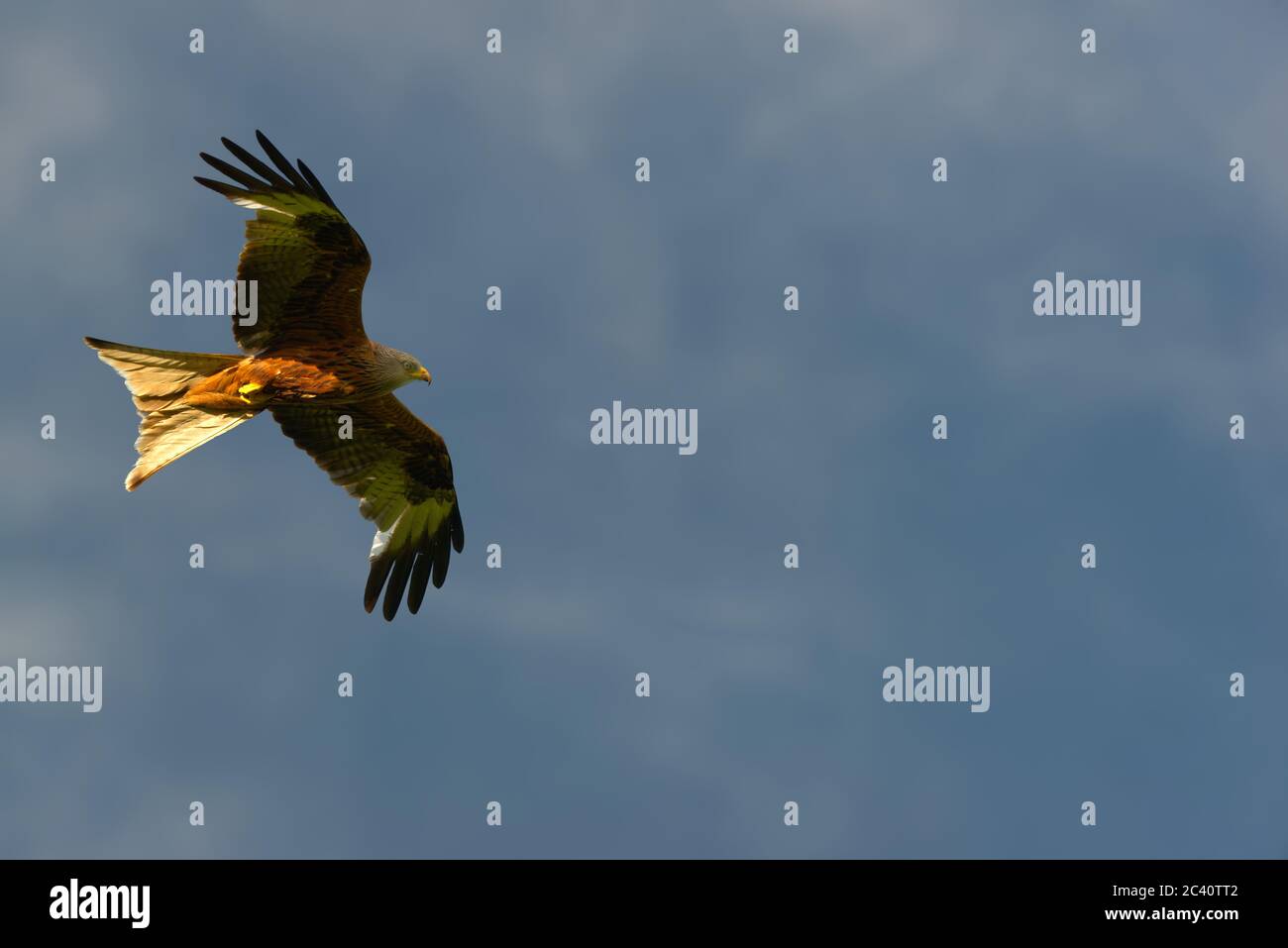red kite flying with a blue sky background Stock Photo - Alamy