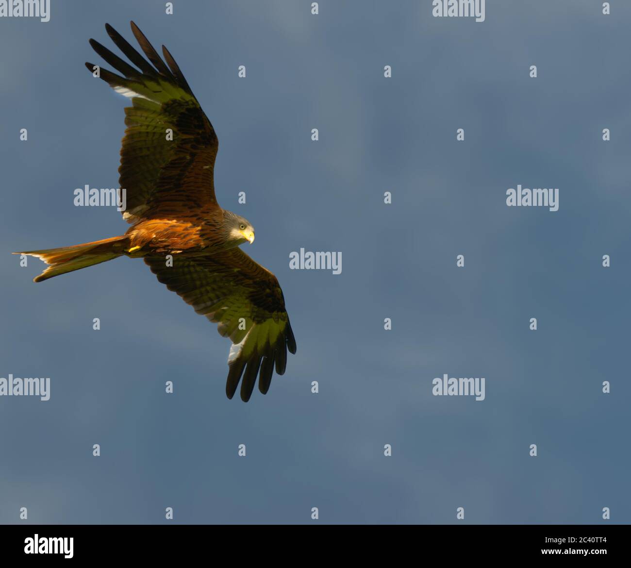red kite flying with a blue sky background Stock Photo - Alamy