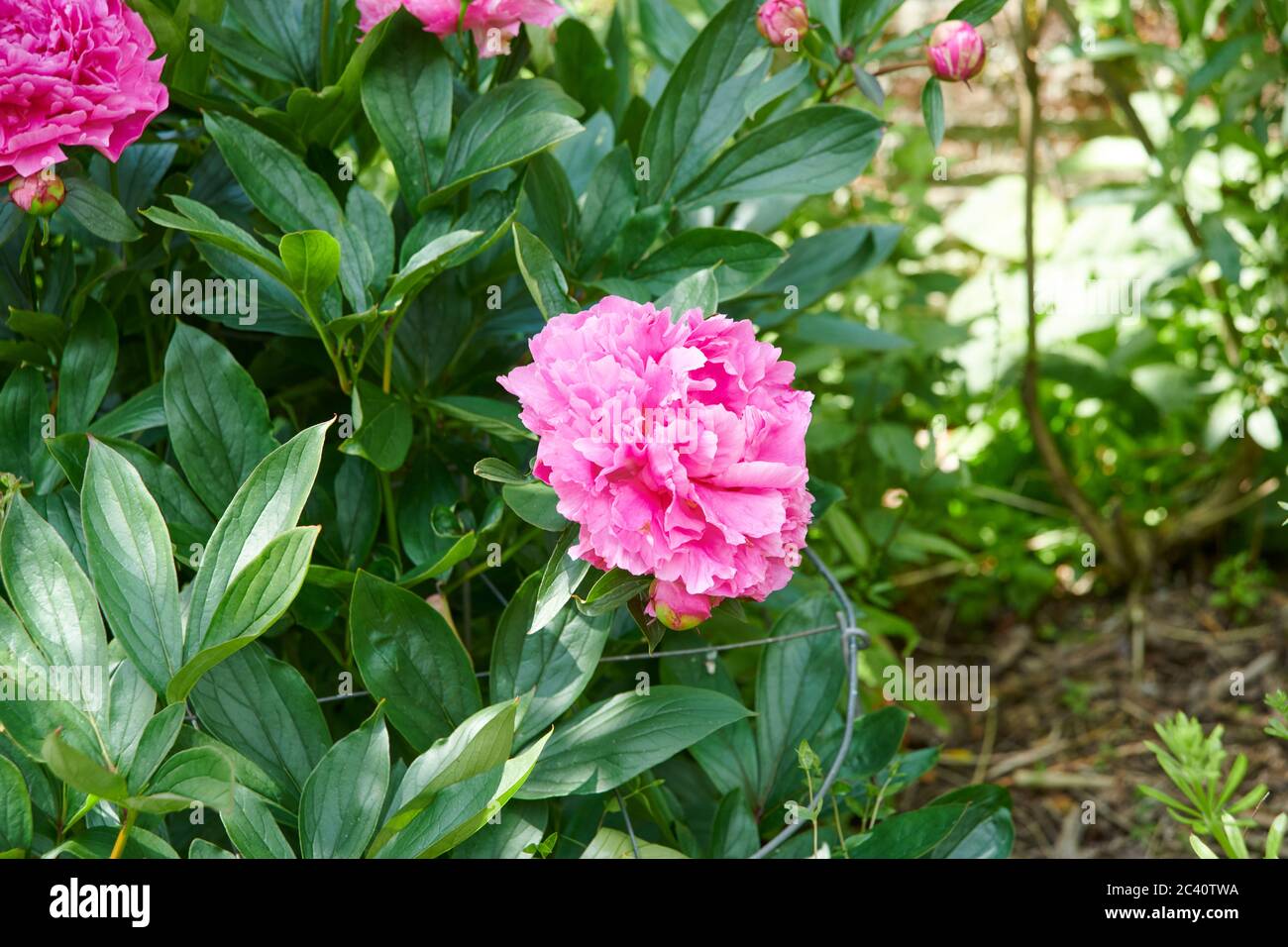 Common peony (Paeonia officinalis Stock Photo - Alamy