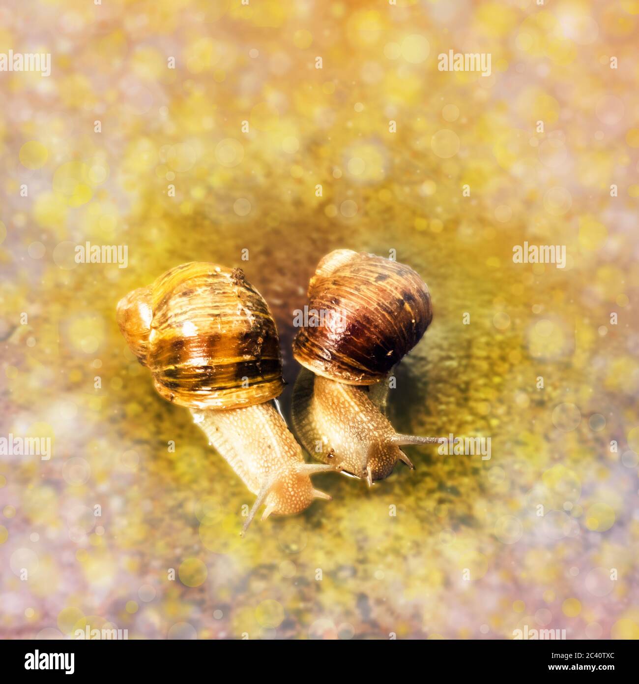 Happy snails hi-res stock photography and images - Alamy