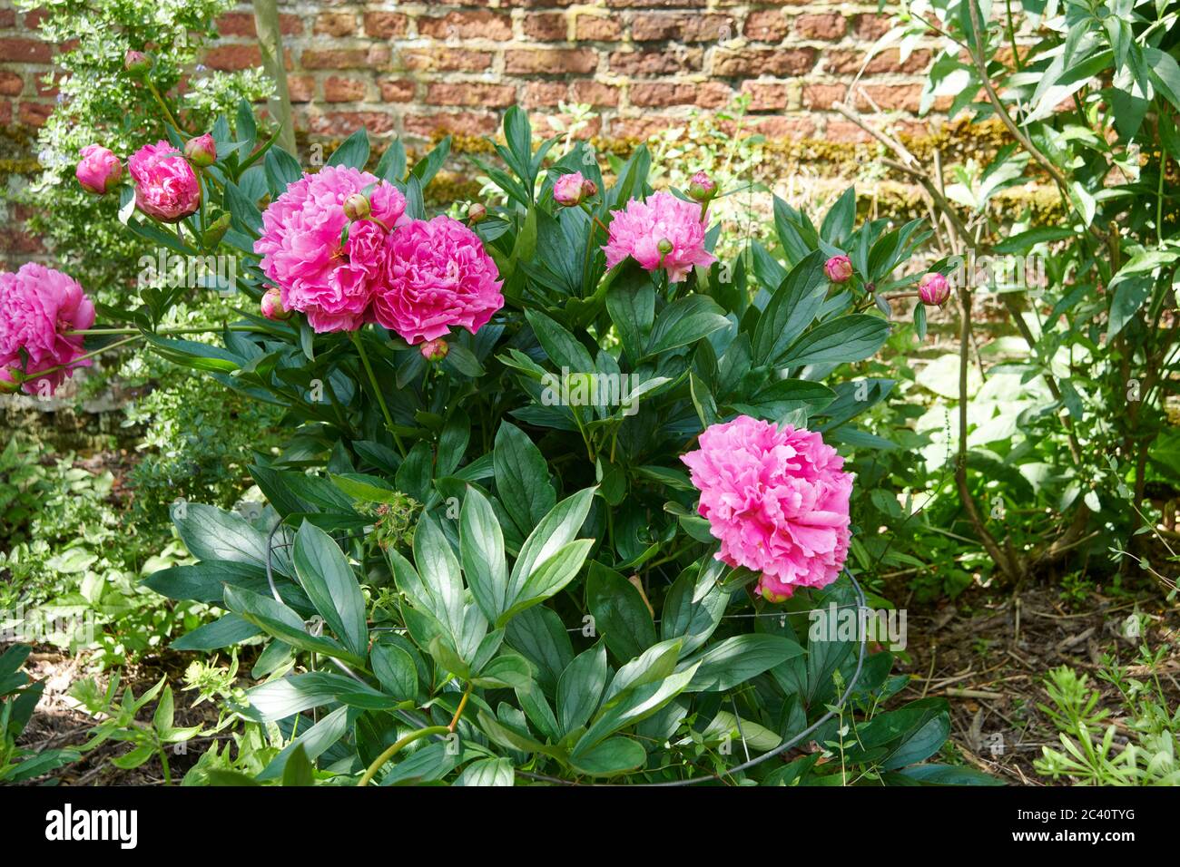 Common peony (Paeonia officinalis Stock Photo - Alamy