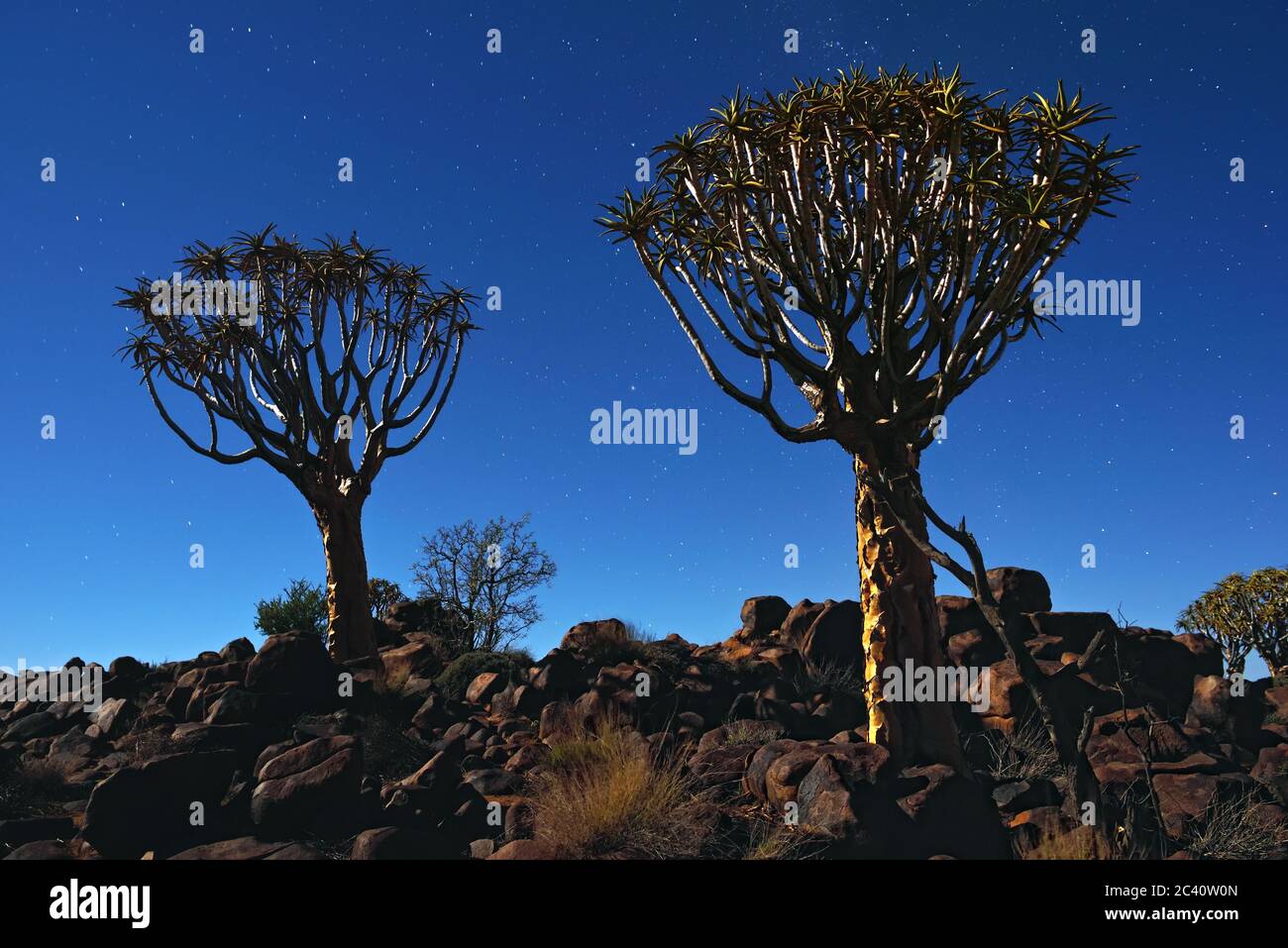 Night shot of the Mystical Quiver Tree Forest outside of Keetmanshoop ...