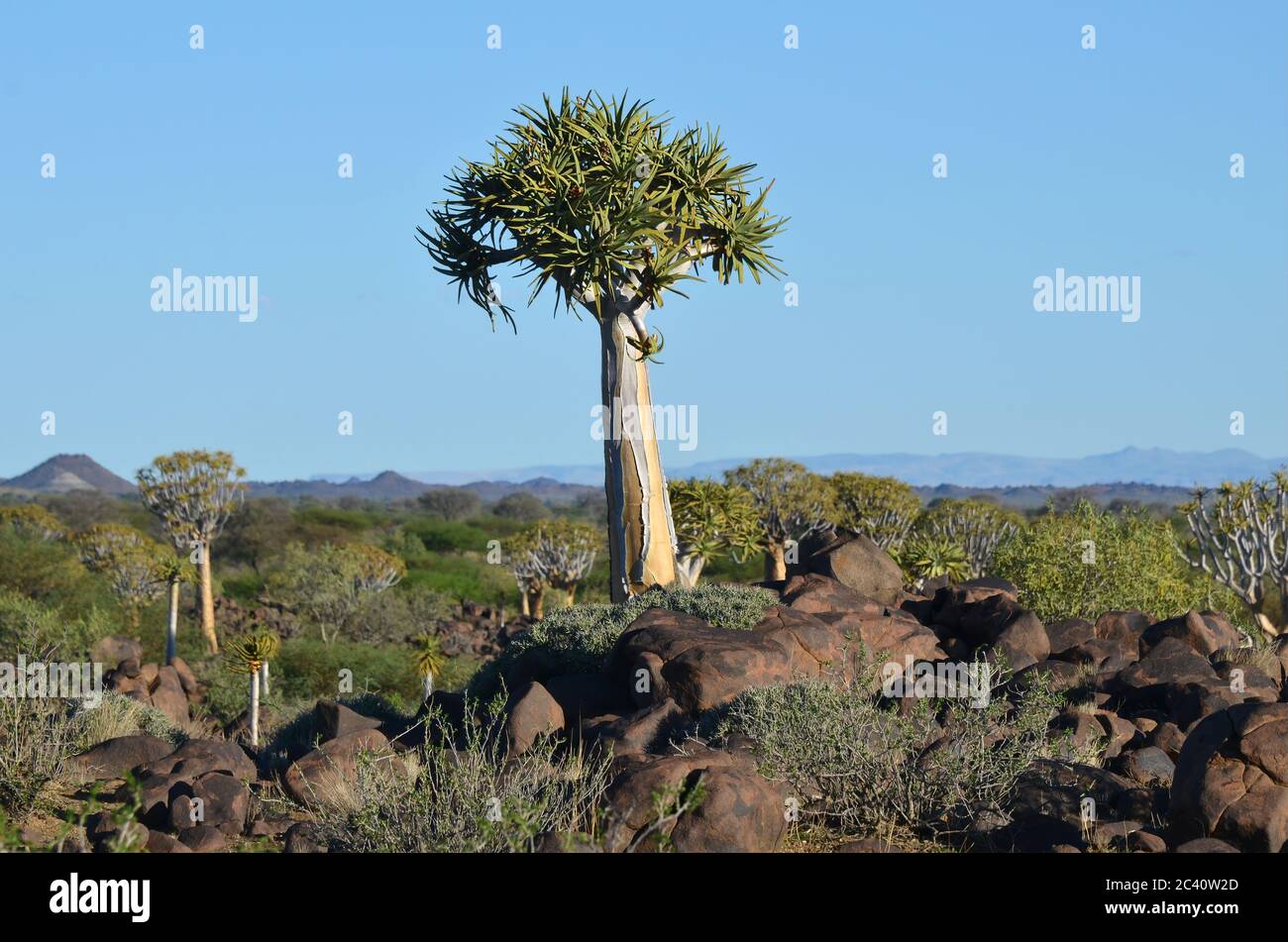 Magical Quiver Tree Forest outside of Keetmanshoop, Namibia Stock Photo ...