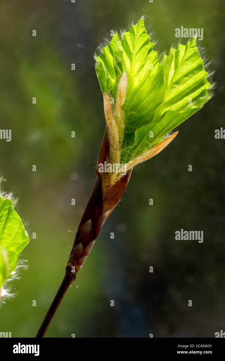 Fagus sylvatica on spring hi-res stock photography and images - Alamy