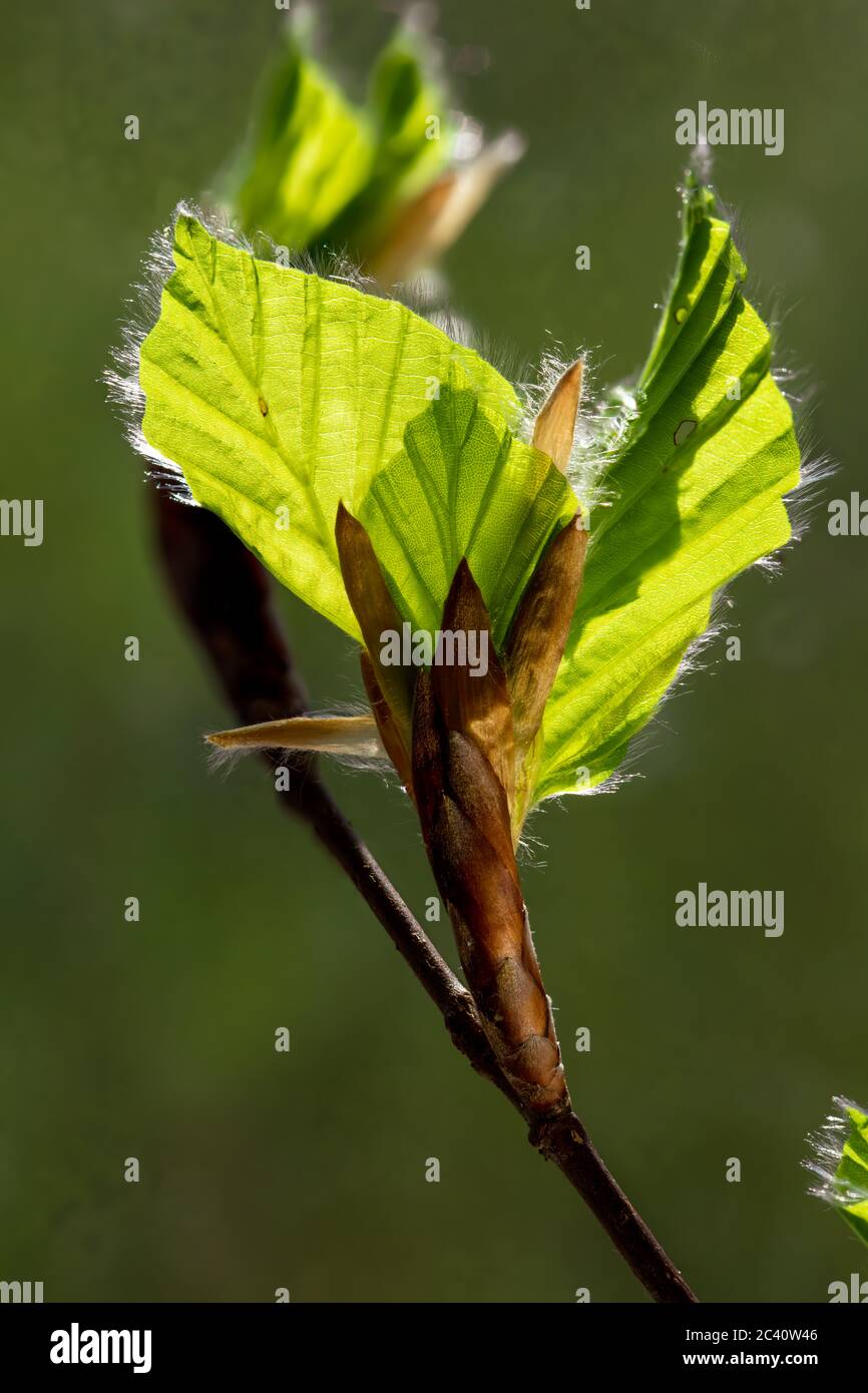 fine beech buds with small hairs on the freshly unfolding leaves in the ...