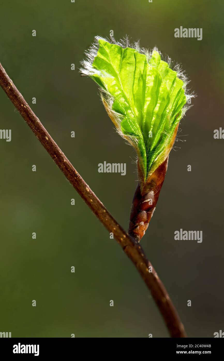 Beech Buds High Resolution Stock Photography and Images - Alamy