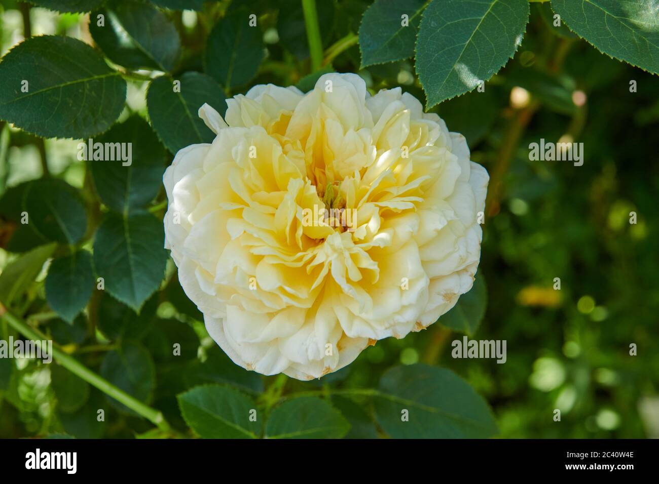 Francesca rose hi-res stock photography and images - Alamy