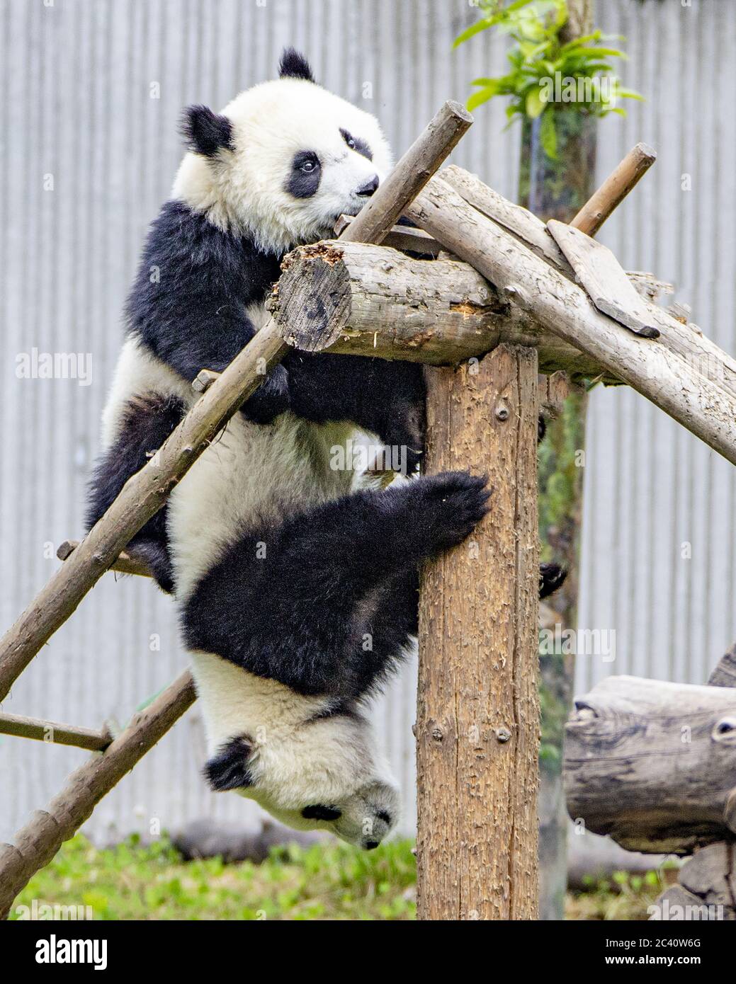 Aba, China. 22nd June, 2020. The lovely pandas are playing at the ...