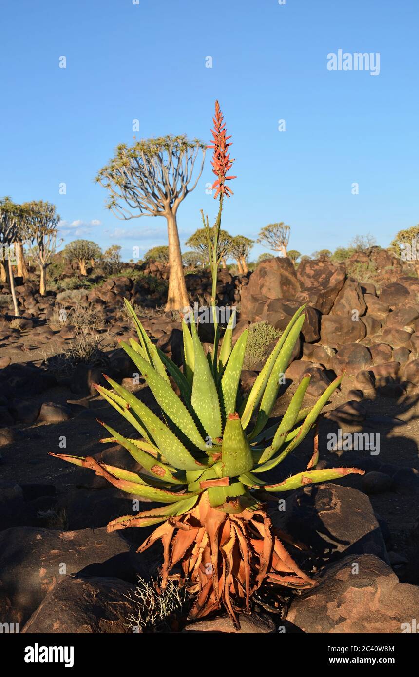 Agave plant in the Quiver Tree Forest in Namibia at sunset. Warm ...