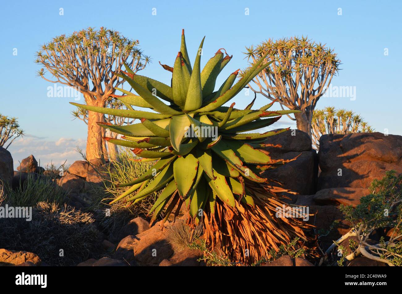 Agave plant in the Quiver Tree Forest in Namibia at sunset. Warm ...