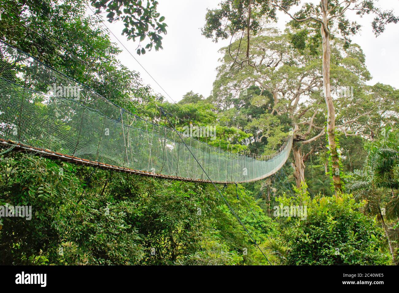 Suspended Bridge Between Two Big Trees, Amazon Basin, Peru, South ...