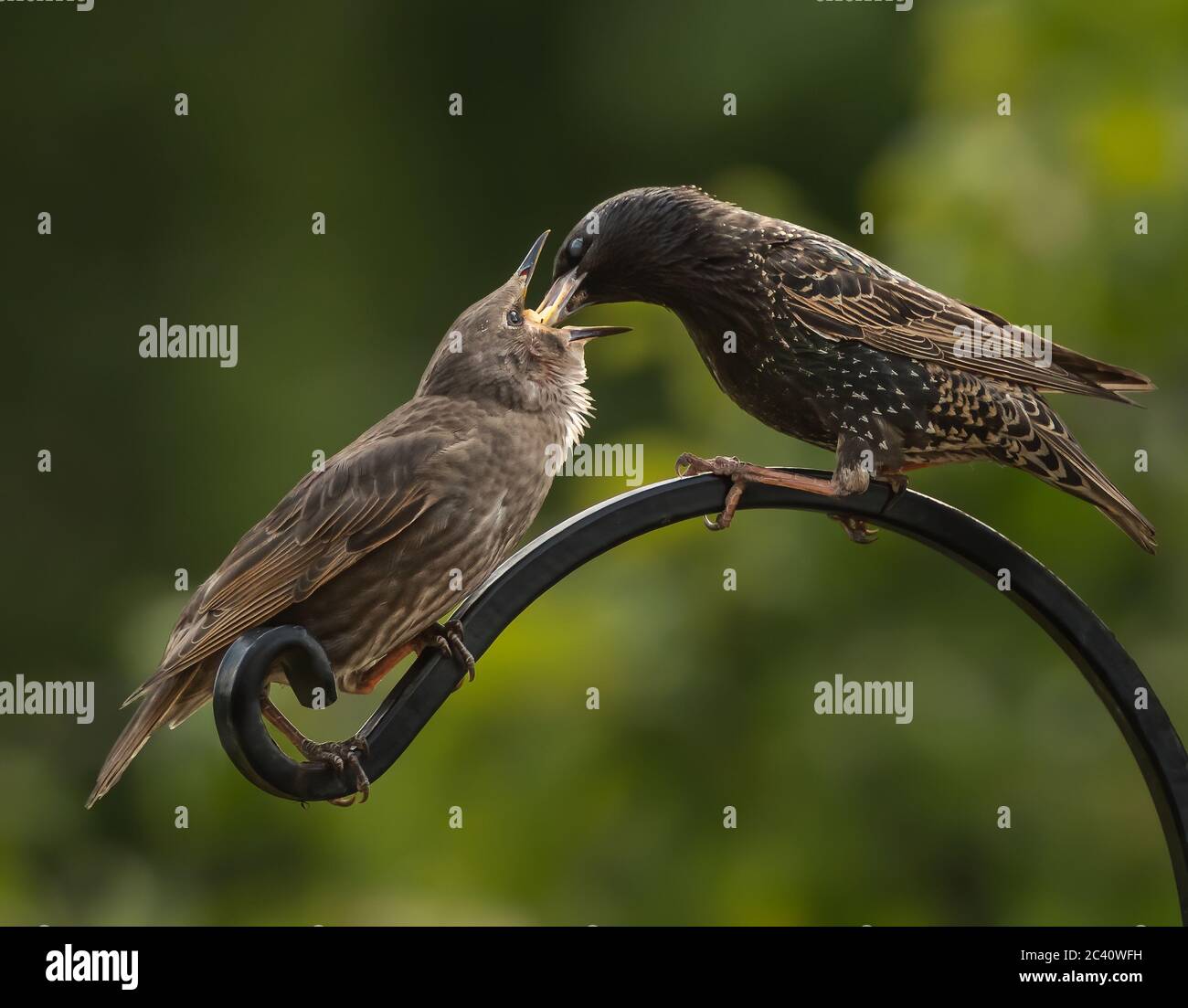 Adult starling feeding hi-res stock photography and images - Alamy