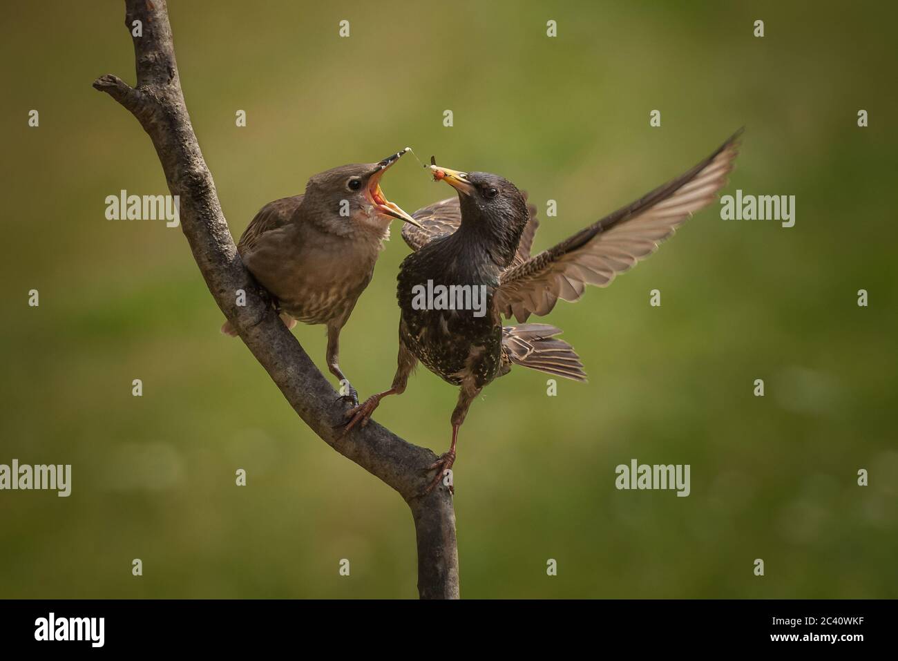 Adult Starling feeding a fledgling Stock Photo - Alamy